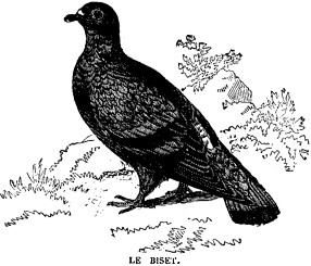 Larbalétrier Albert – Les animaux de basse-cour – Gli animali da ...