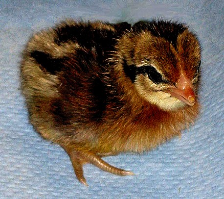 gallus gallus - gallo rosso della giungla