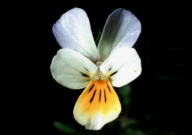 Viola tricolor